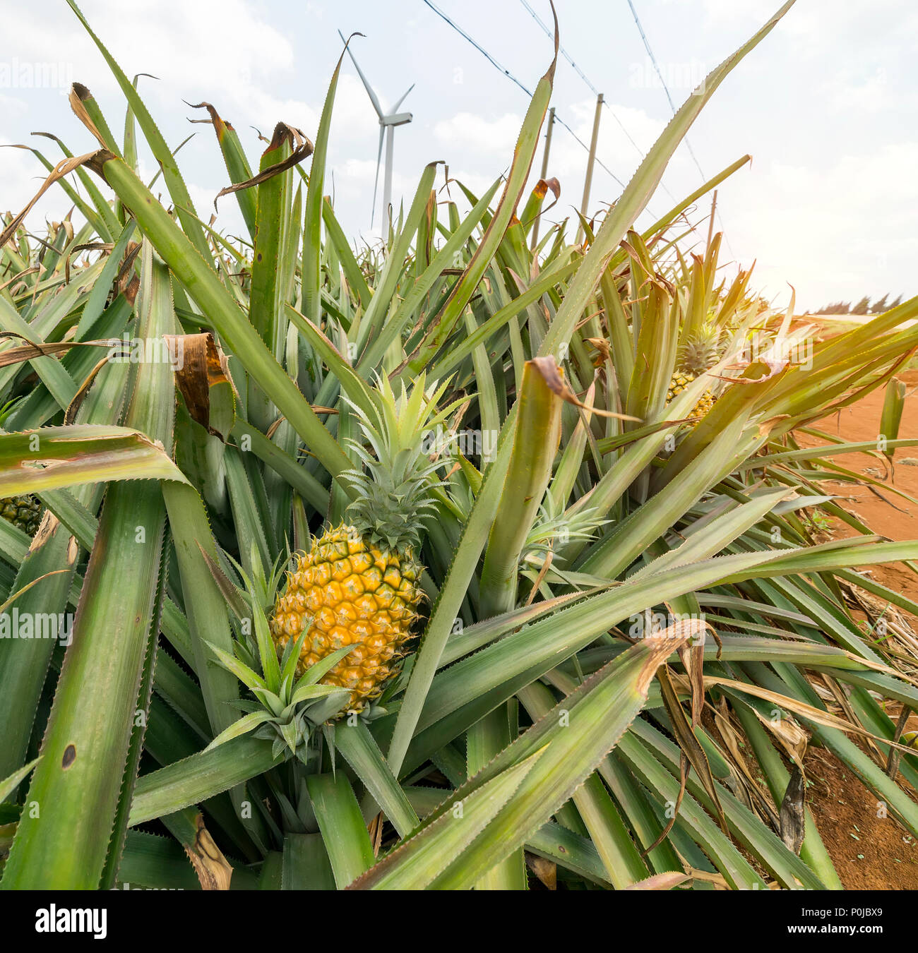 Pineapple fruit on the plantation farm Stock Photo - Alamy
