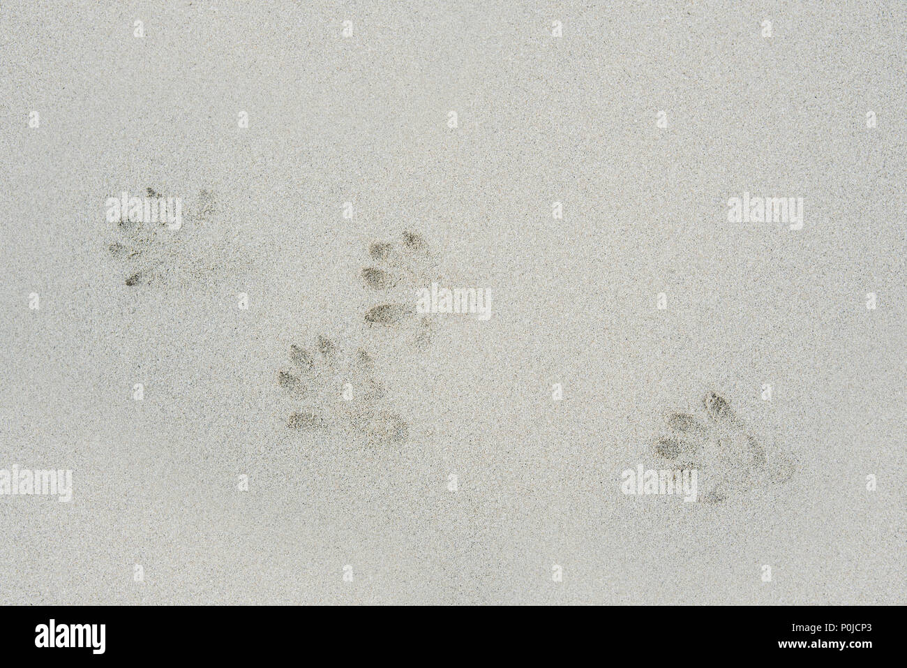Otter Tracks In Sand