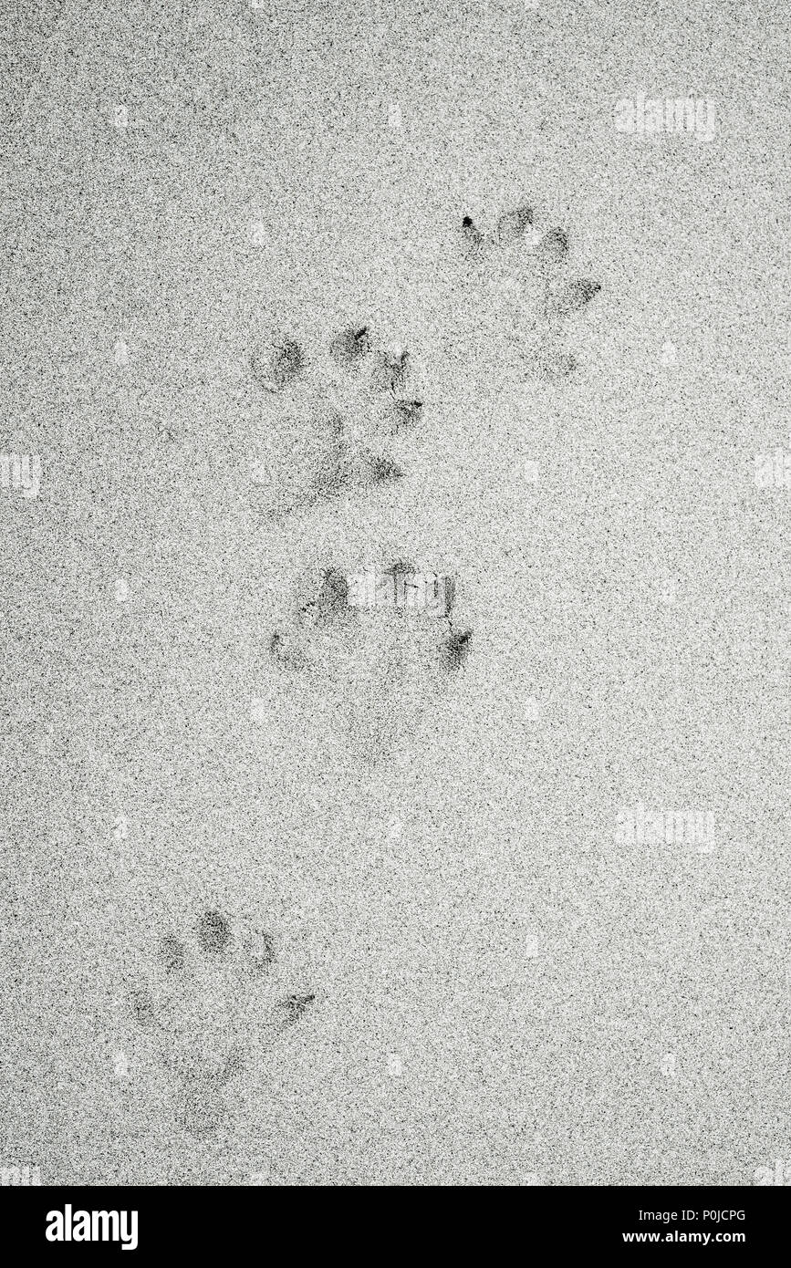 Otter tracks hi-res stock photography and images - Alamy