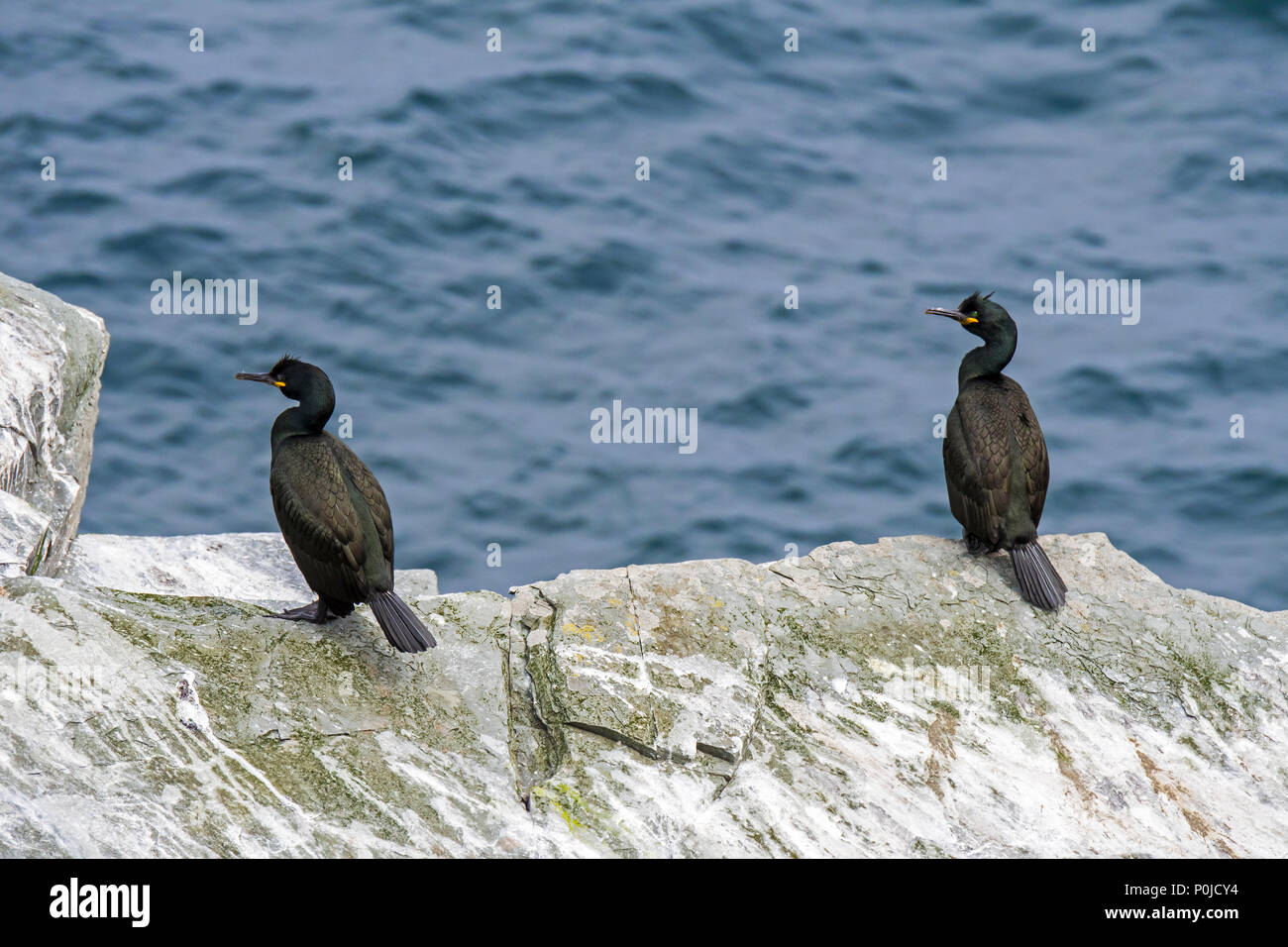 Two European shags / common shags (Phalacrocorax aristotelis) perched ...