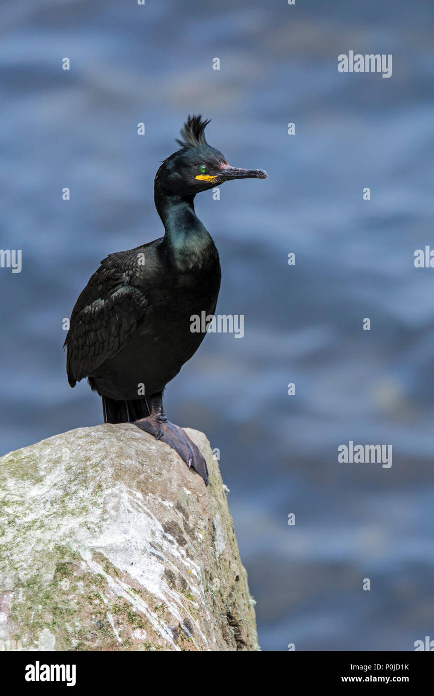 Shetland islands crest hi-res stock photography and images - Alamy