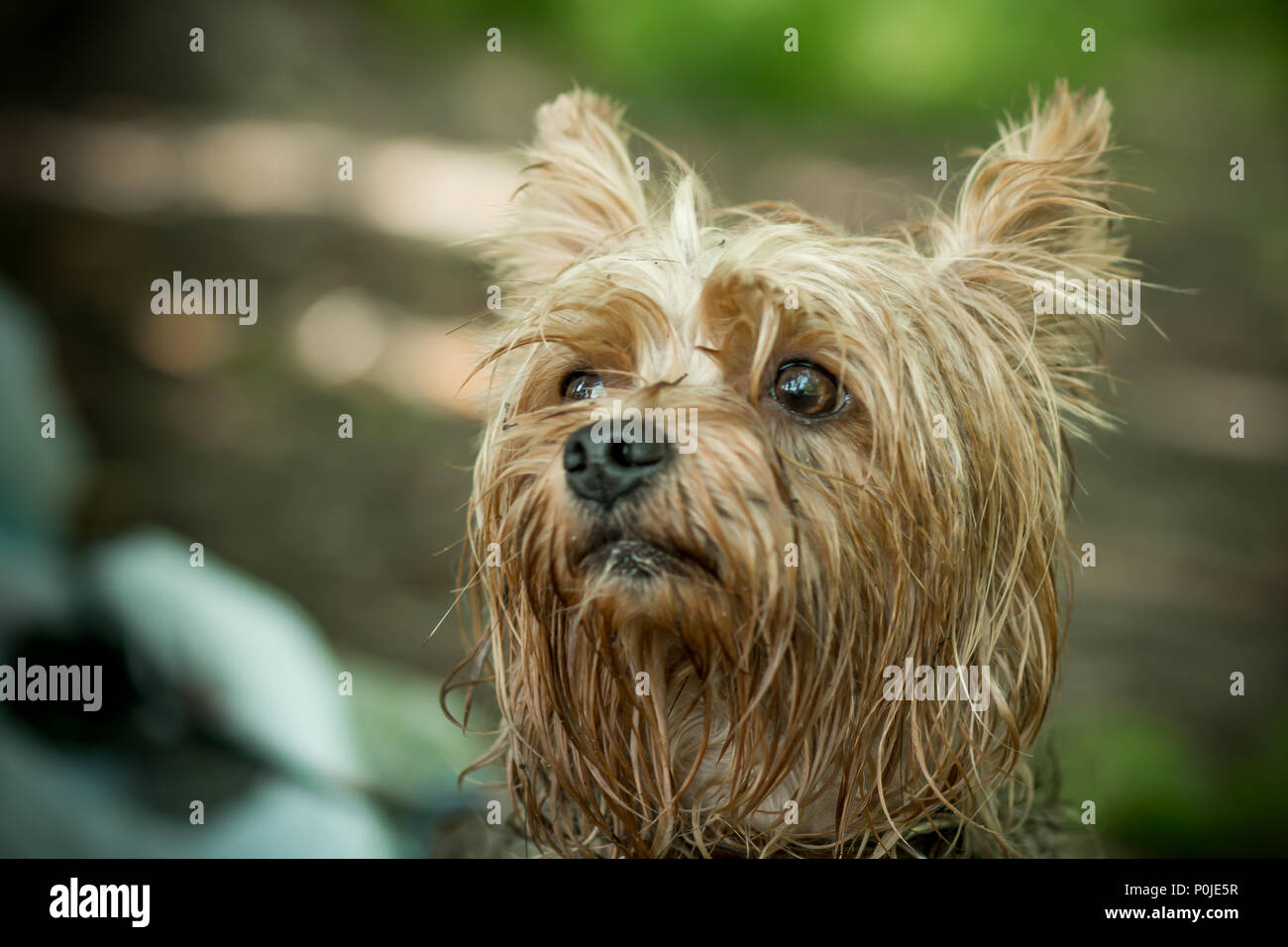 Are Yorkshire Terriers Intelligent Dogs