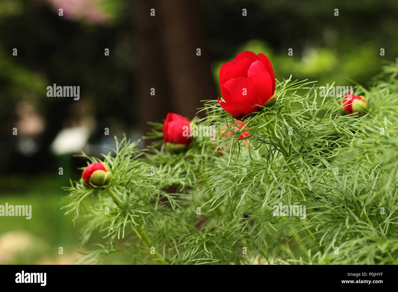 Flower of red wild species of fine leaved peony (Paeonia tenuifolia ...