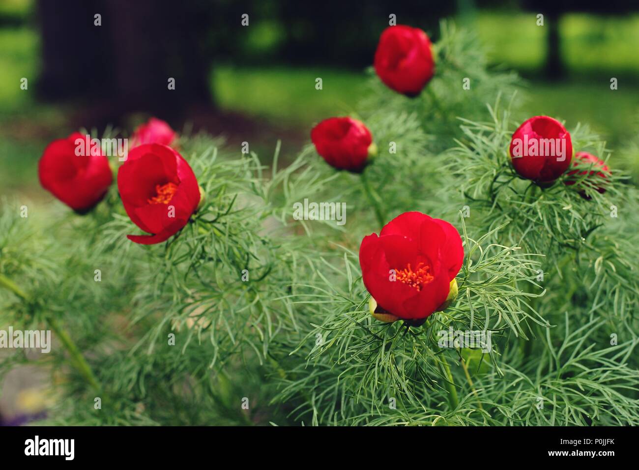 Flower of red wild species of fine leaved peony (Paeonia tenuifolia ...