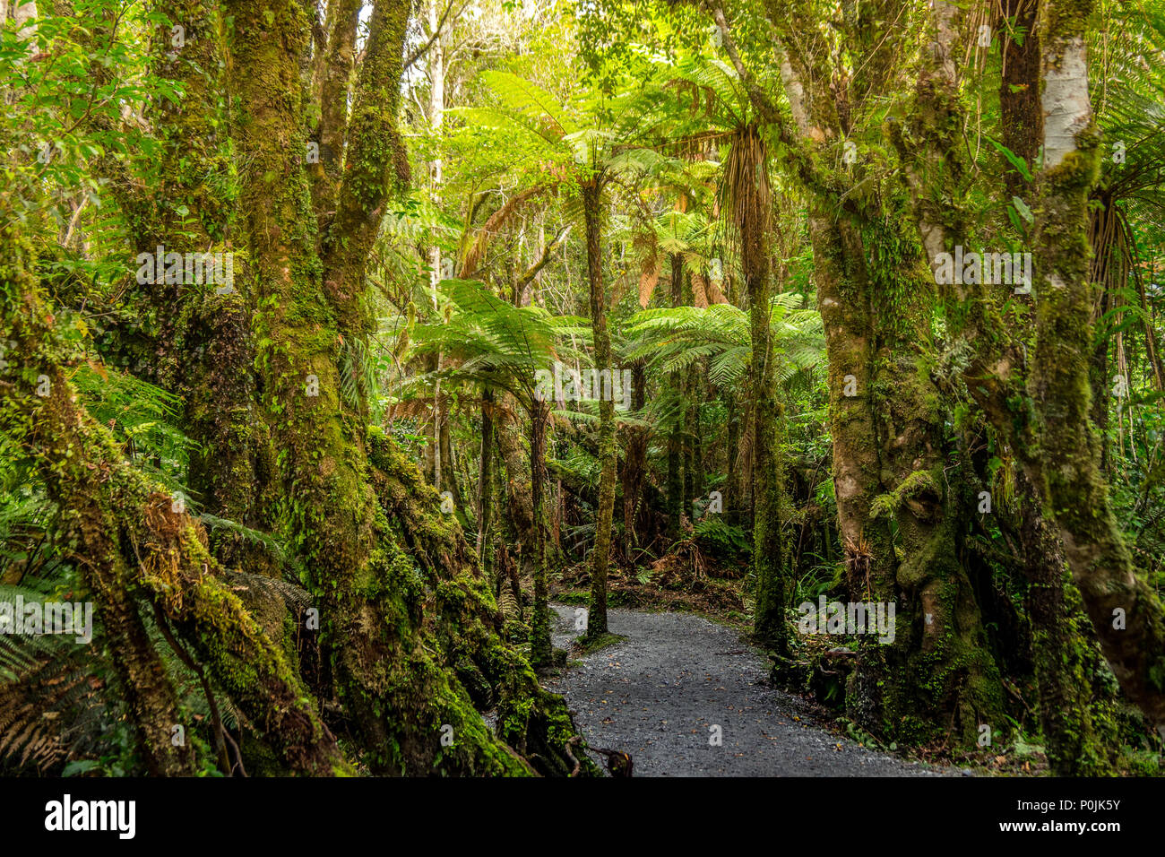 Track at Lake Matheson. Locate near the Fox Glacier in West Coast of ...
