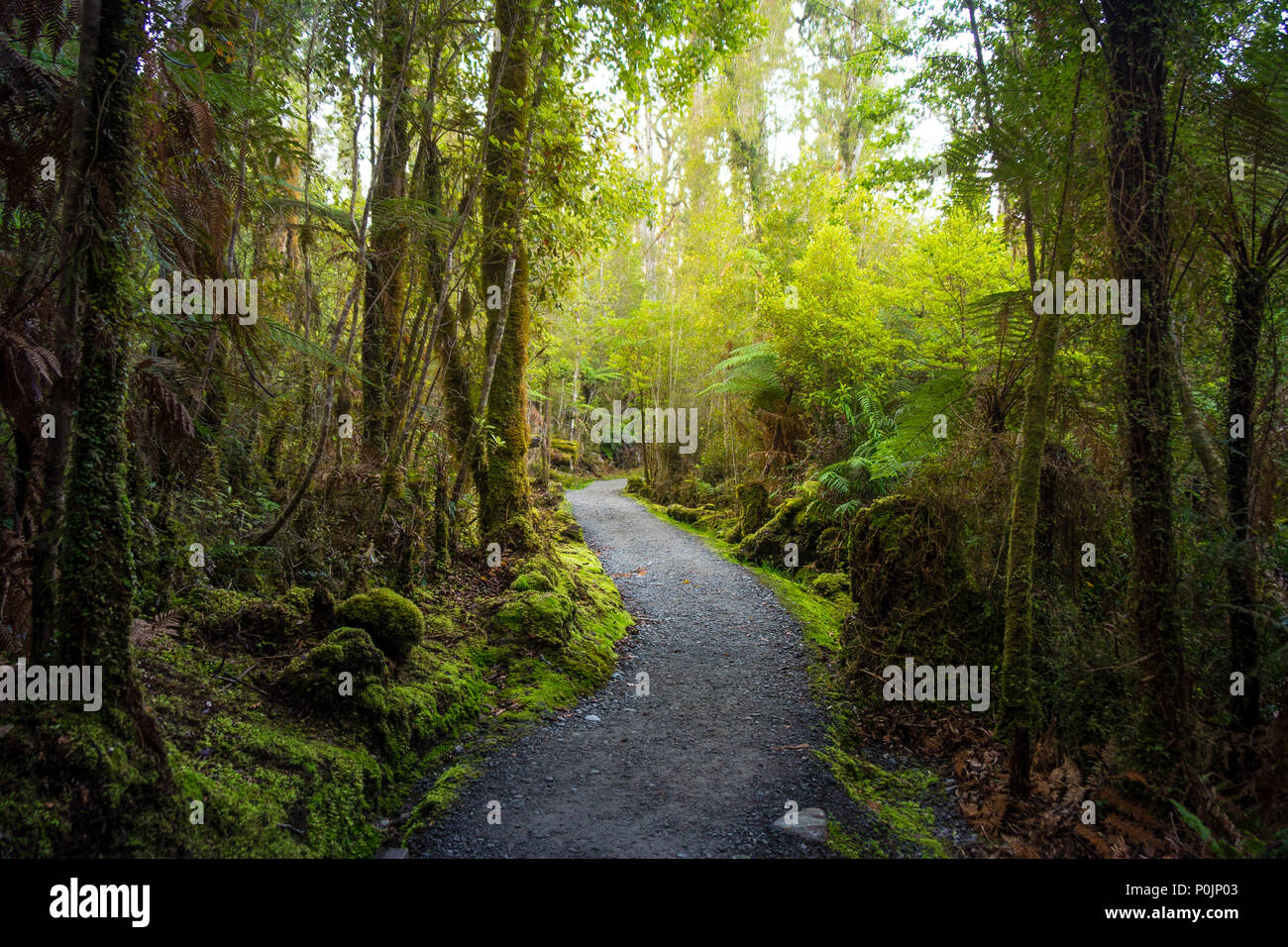 Track at Lake Matheson. Locate near the Fox Glacier in West Coast of ...