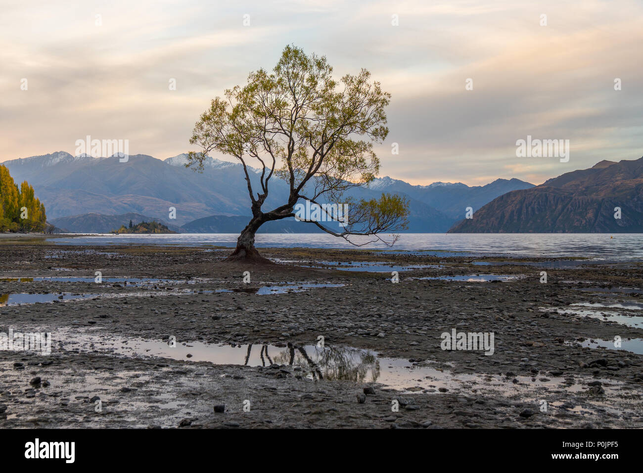 A solitary willow tree has grown up all alone on Lake Wanaka, New ...