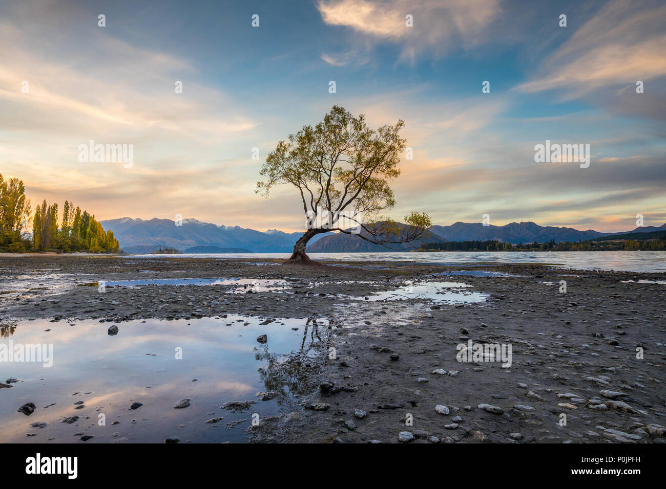 A solitary willow tree has grown up all alone on Lake Wanaka, New ...