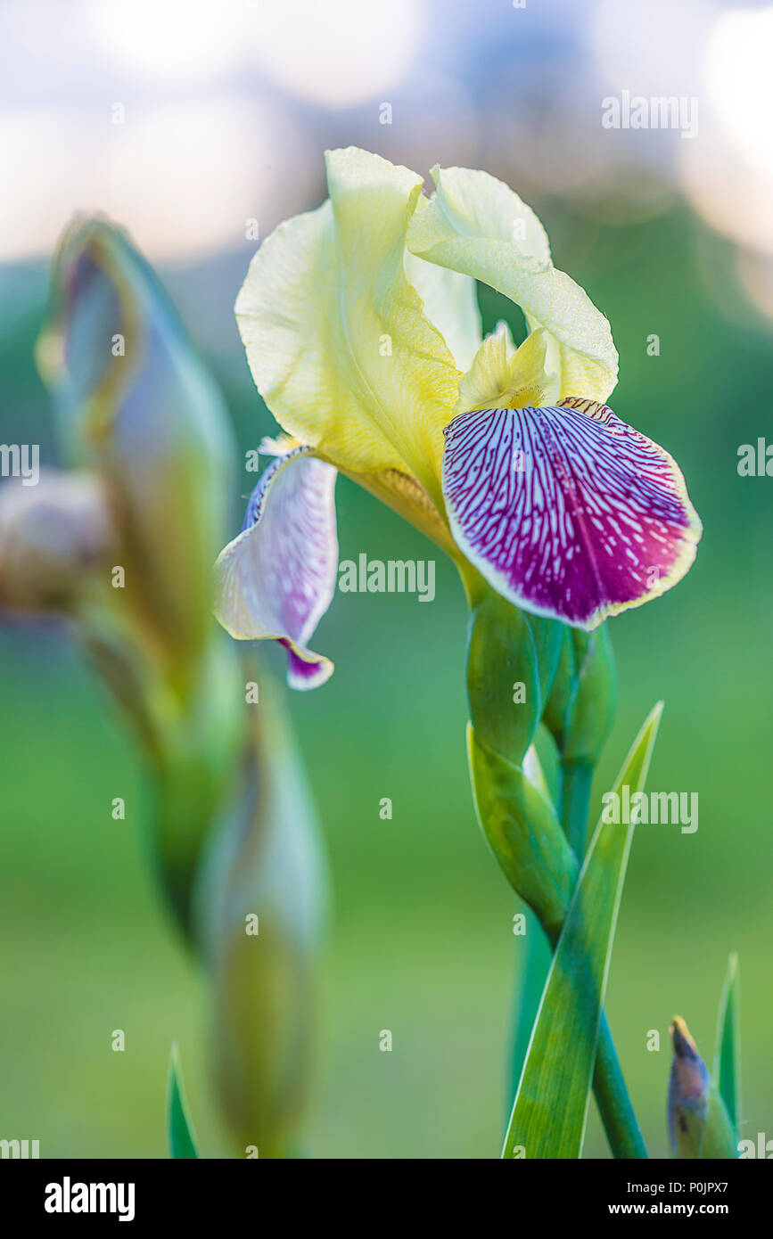Beautiful iris flower hi-res stock photography and images - Alamy