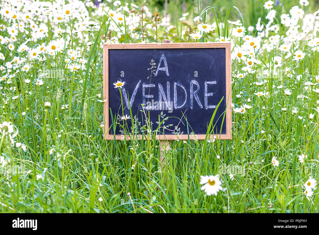 "For sale" in french language signboard in daisies meadow Stock Photo ...
