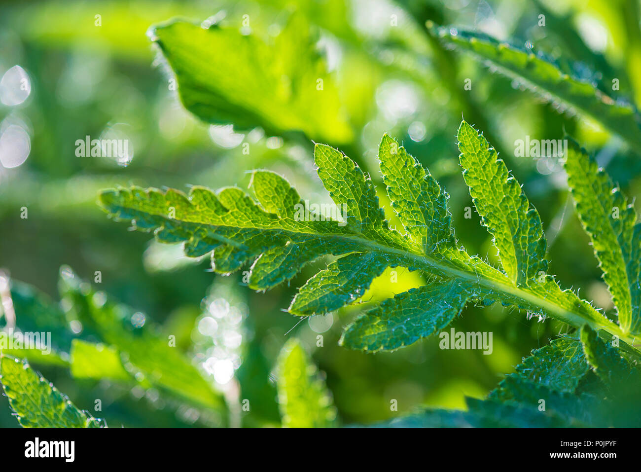 Green poppy leaves with rain drops against the sunlight Stock Photo - Alamy