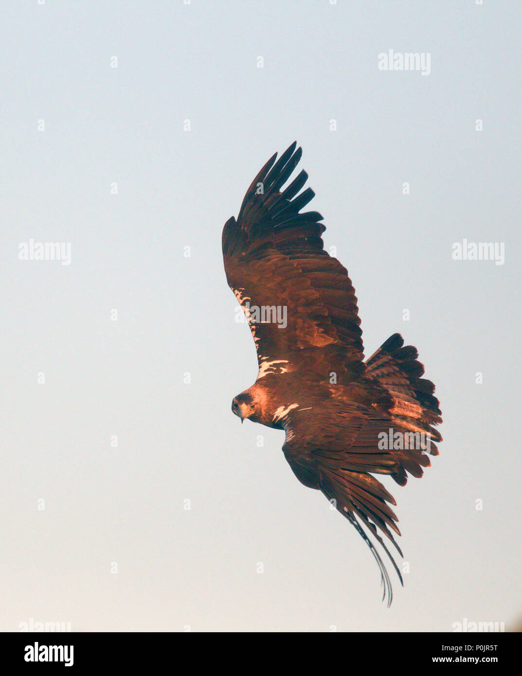 Flying imperial eagle hi-res stock photography and images - Alamy
