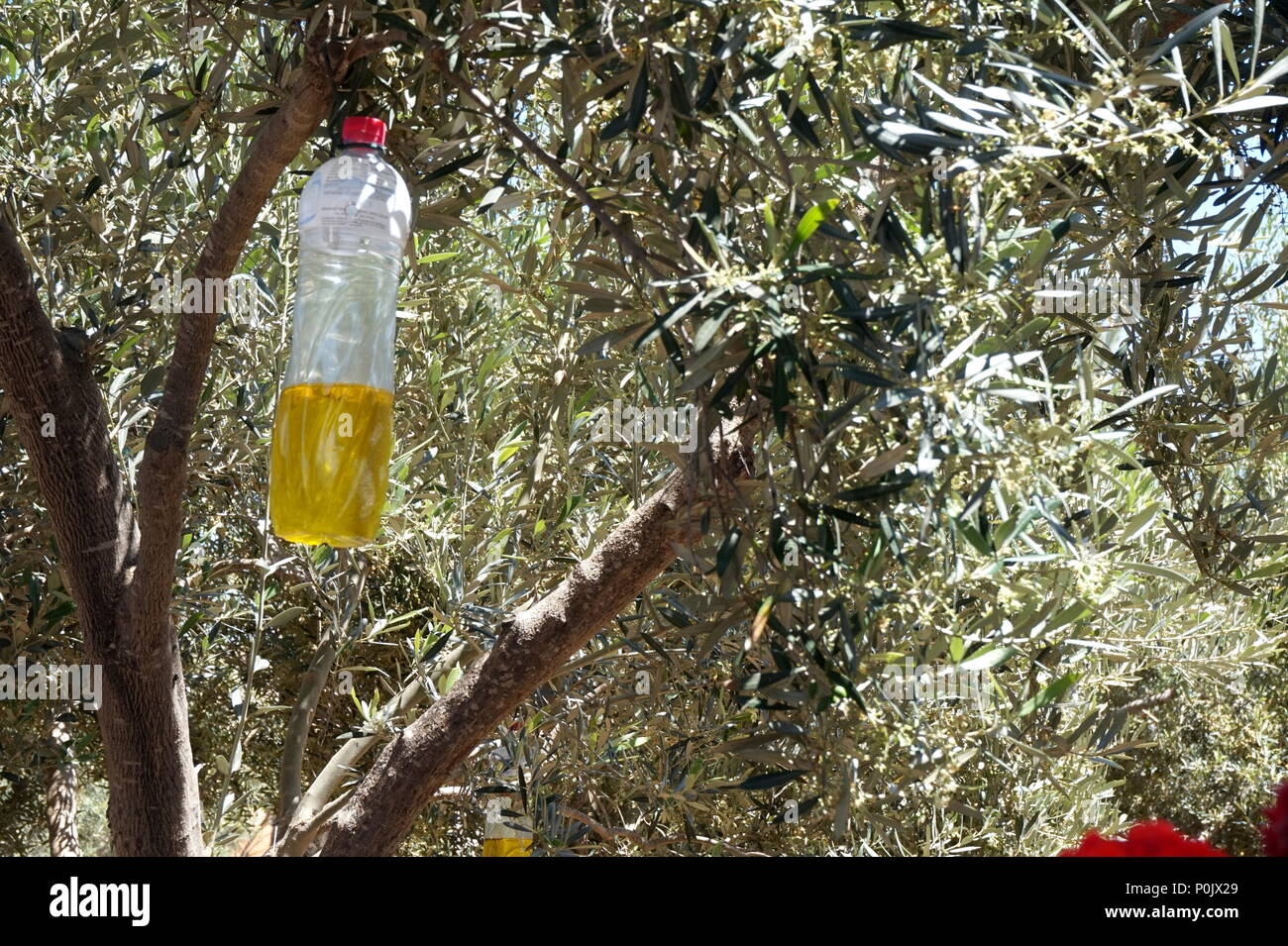 A bottle to trap insects in a on olive tree in Fuerteventura, Spain ...