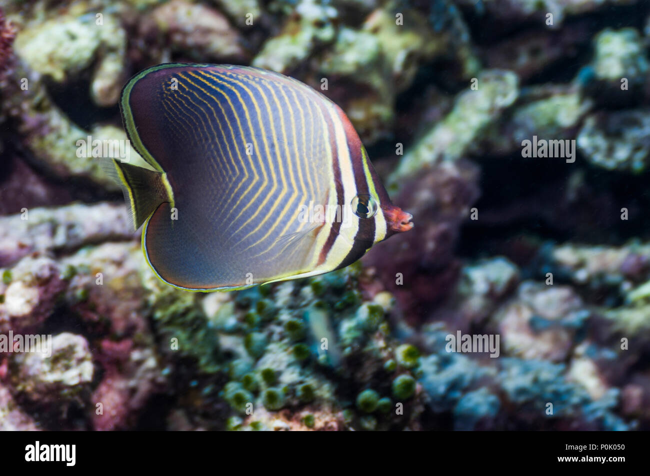 Eastern triangle butterflyfish hi-res stock photography and images - Alamy