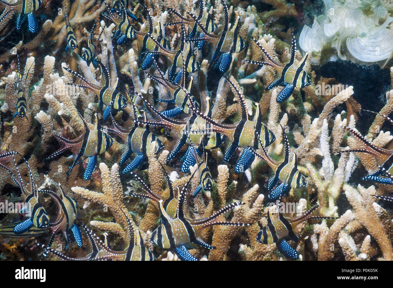 South east asia fish hi-res stock photography and images - Alamy