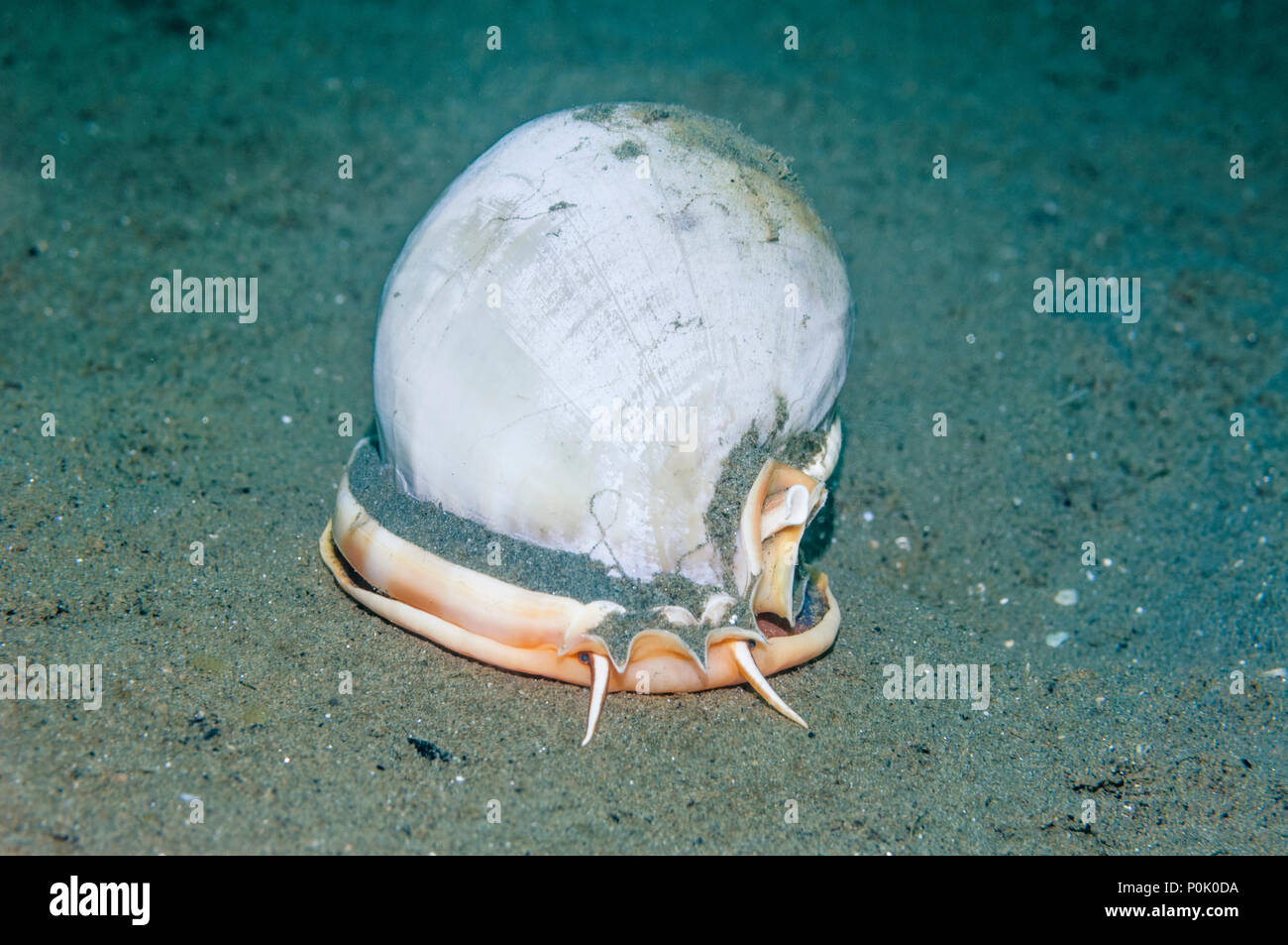 Grey bonnet [Phalium glaucum]. Ambon, Indonesia Stock Photo - Alamy