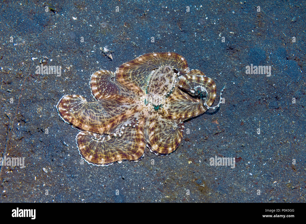 Mimic octopus [Thaumoctopus mimicus]. Lembeh Strait, Sulawesi ...
