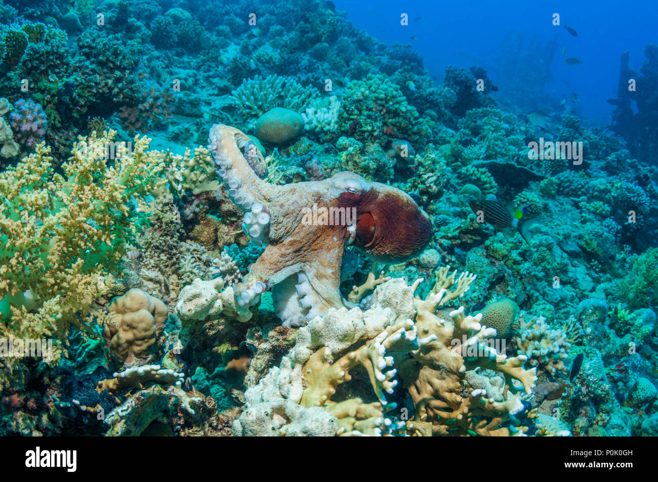 Octopus under sea grass hi-res stock photography and images - Alamy