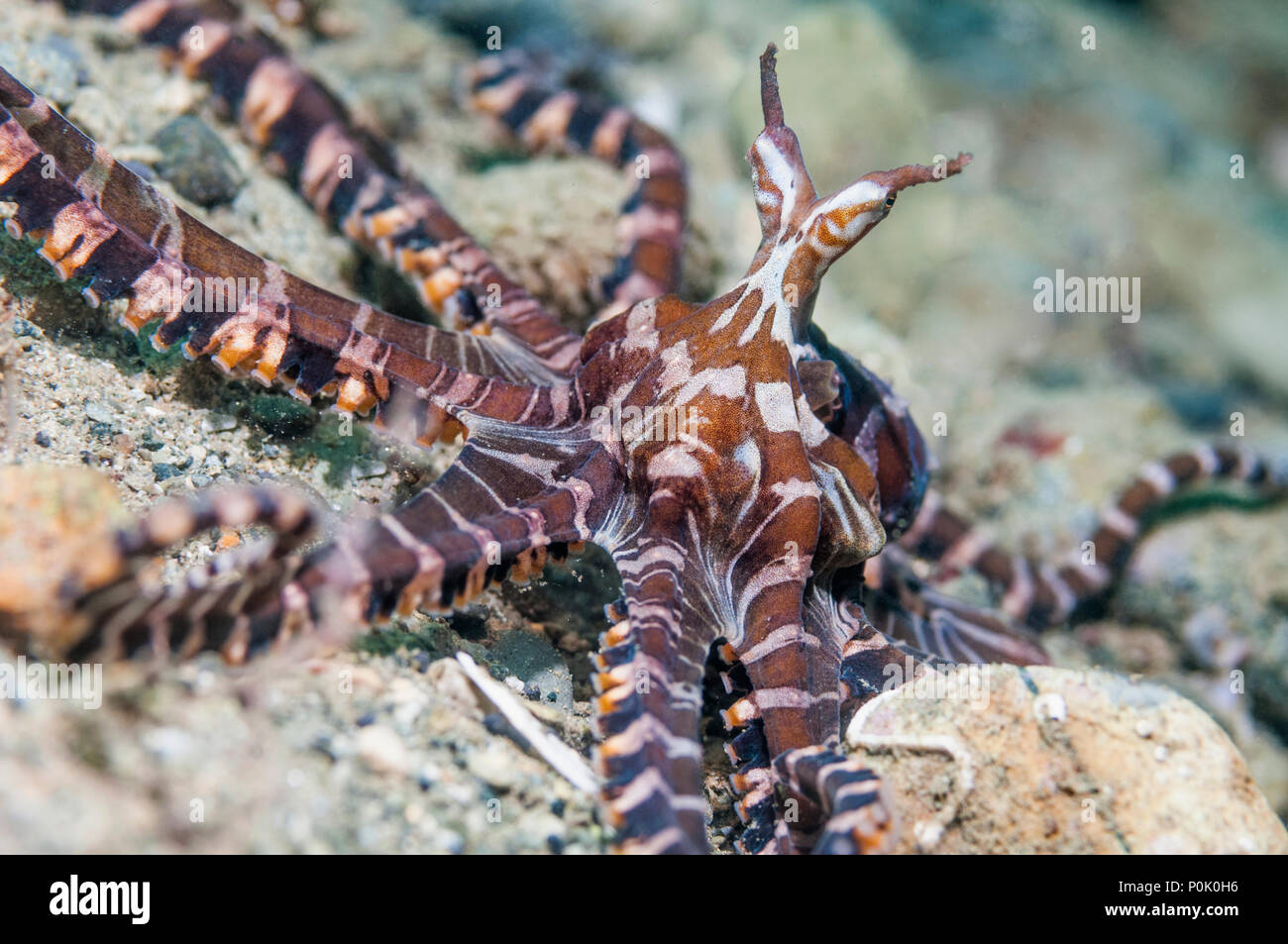 Wonderpus [Wunderpus photogenicus] can change colour spectacularly and ...