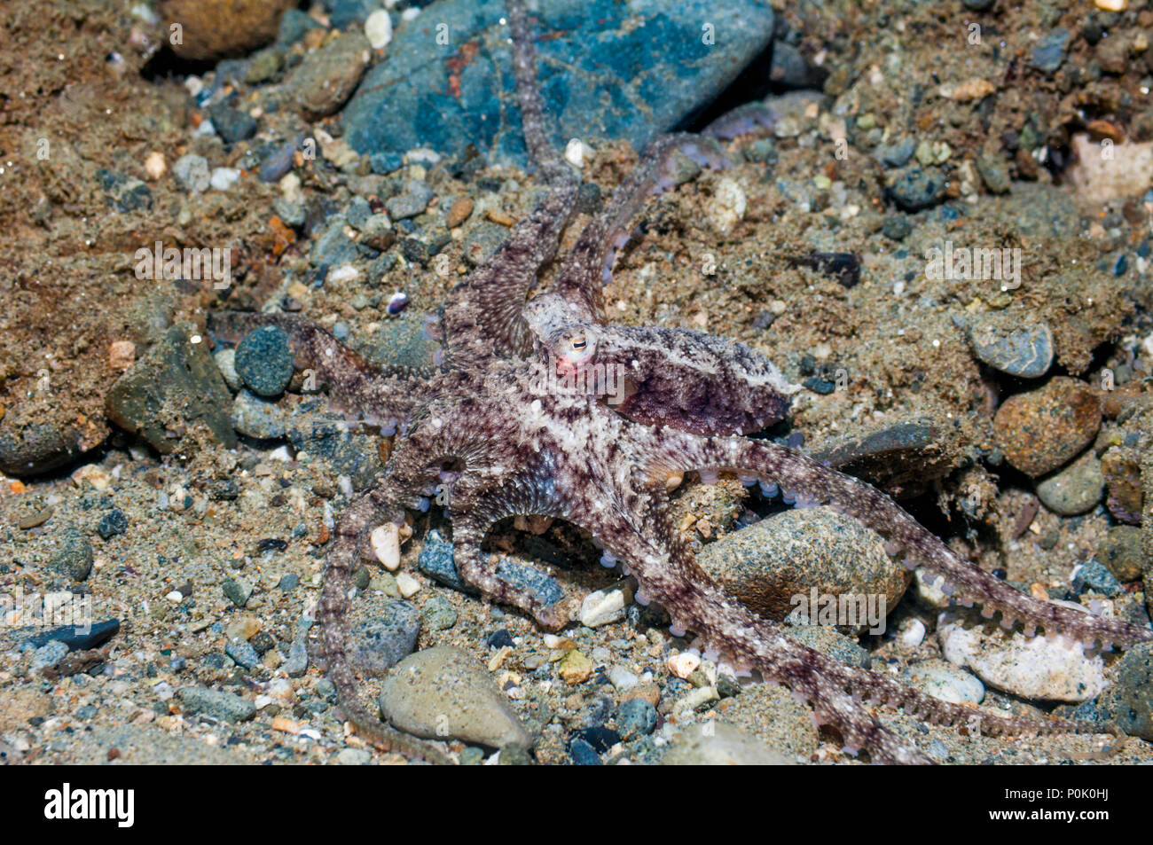 Octopus species hi-res stock photography and images - Alamy