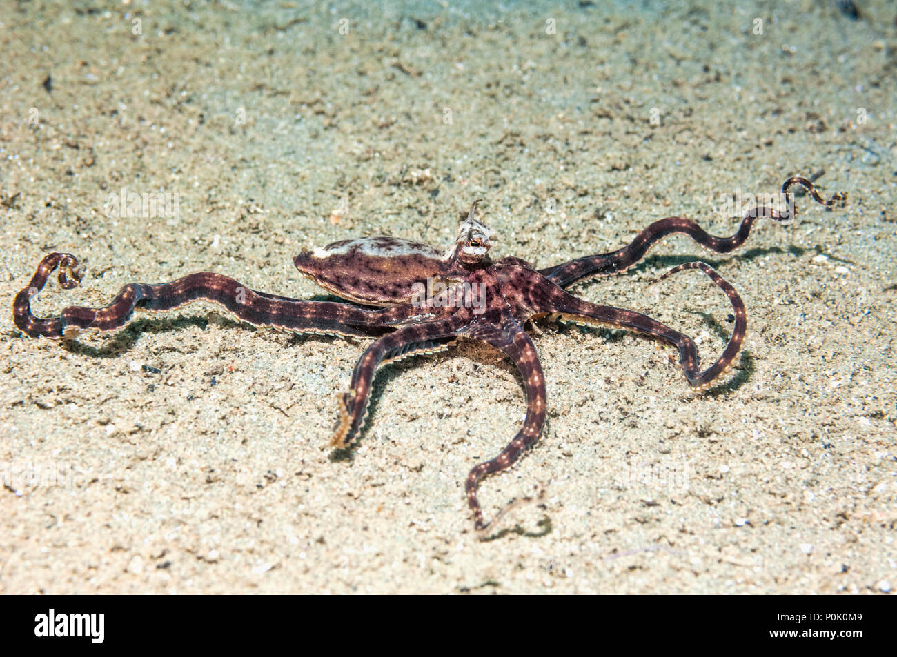Mimicry octopus hi-res stock photography and images - Alamy