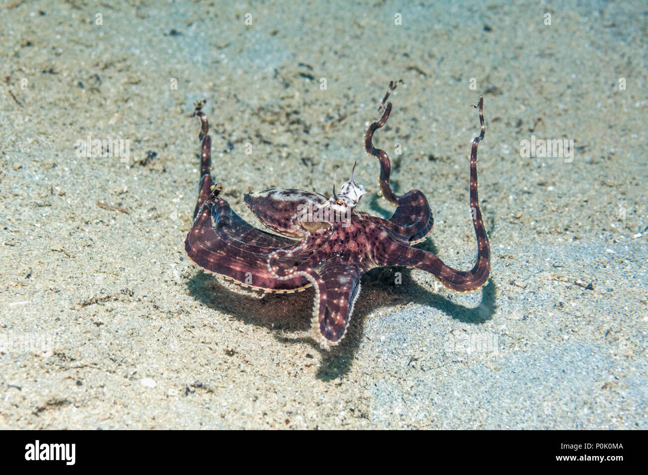 Mimic octopus [Thaumoctopus mimicus]. Ambon, Indonesia Stock Photo - Alamy