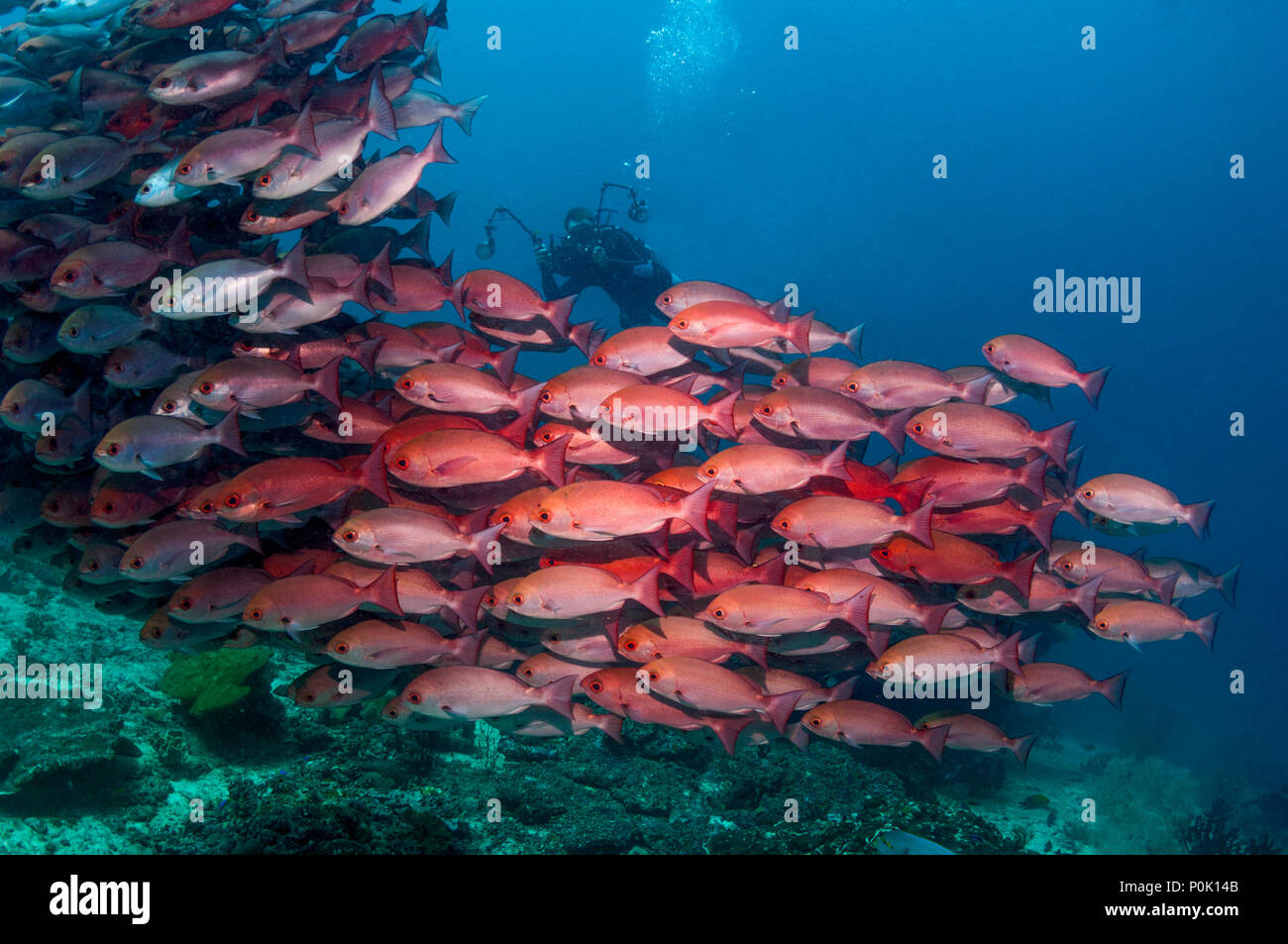 School of slender pinjalo fish hi-res stock photography and images - Alamy