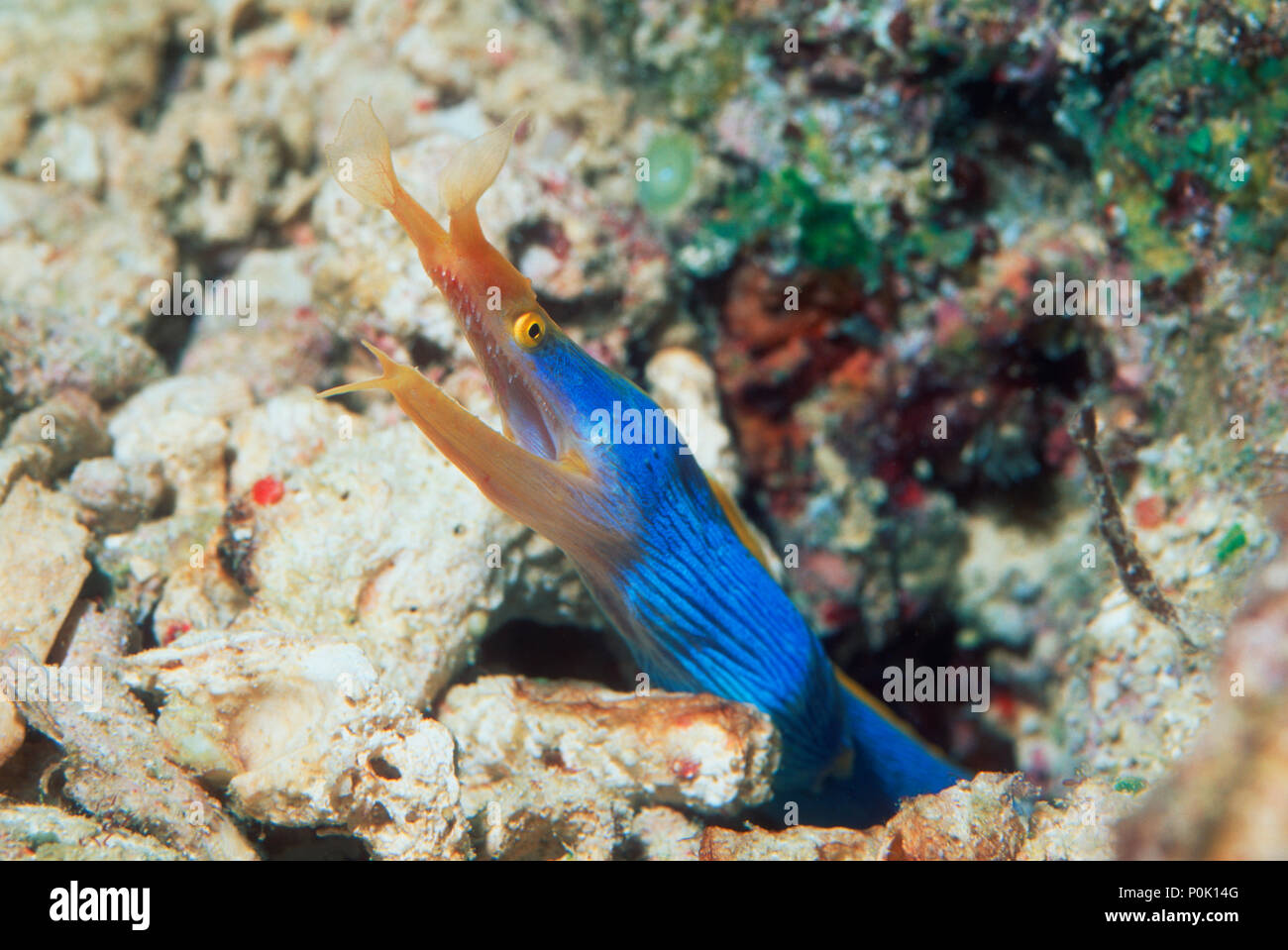 Ribbon eel (Rhinomuraena quaesita). Malaysia Stock Photo - Alamy