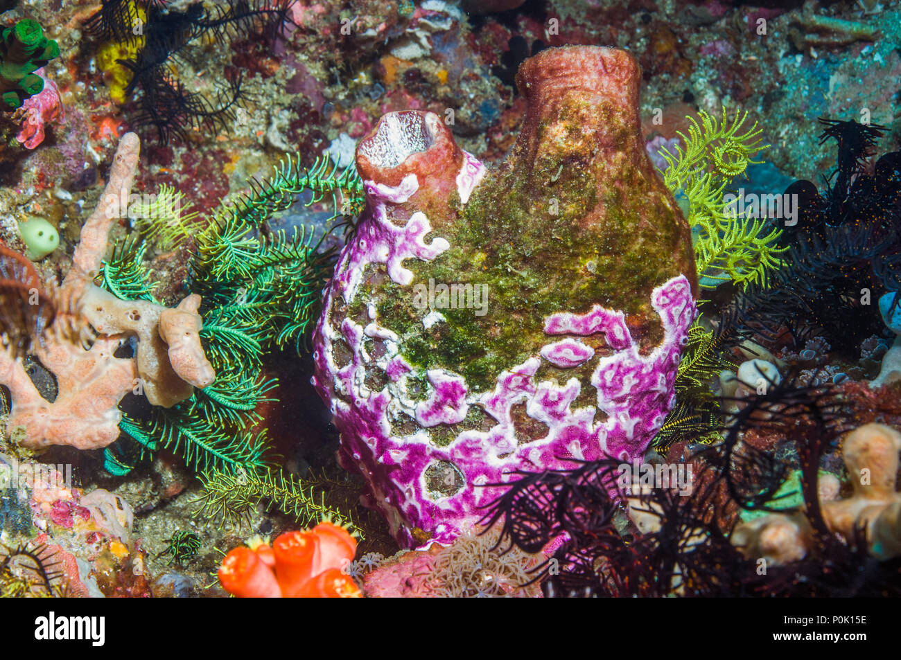 Sea squirt Polycarpa sp covered with another sea squirt Botrylloides sp ...