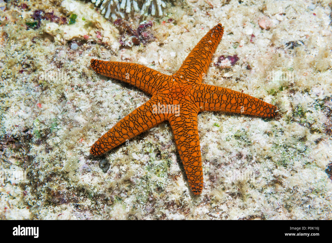 Indian sea star fromia indica hi-res stock photography and images - Alamy
