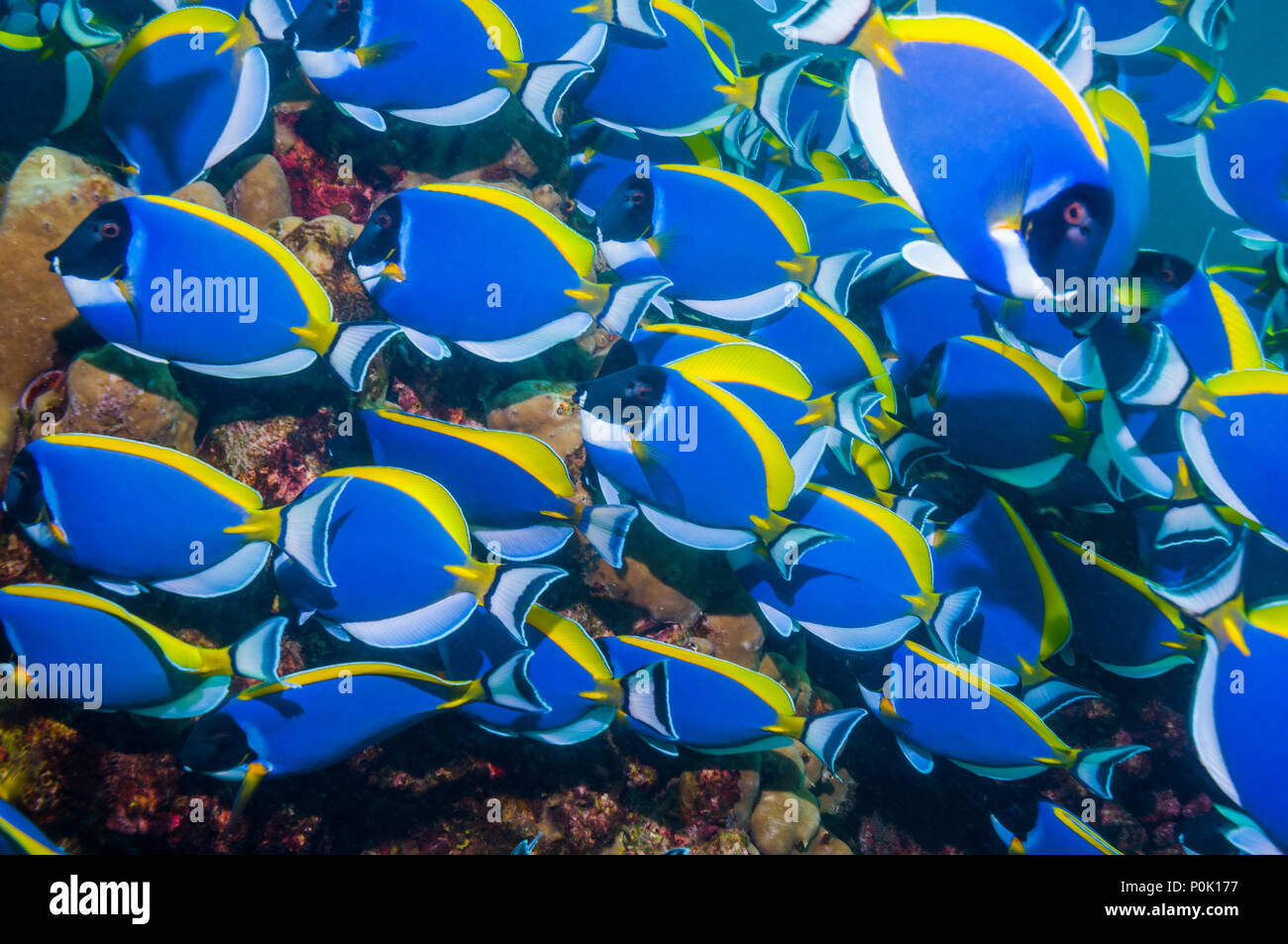 Powder blue surgeonfish or tang [Acanthurus leucosternon] school ...