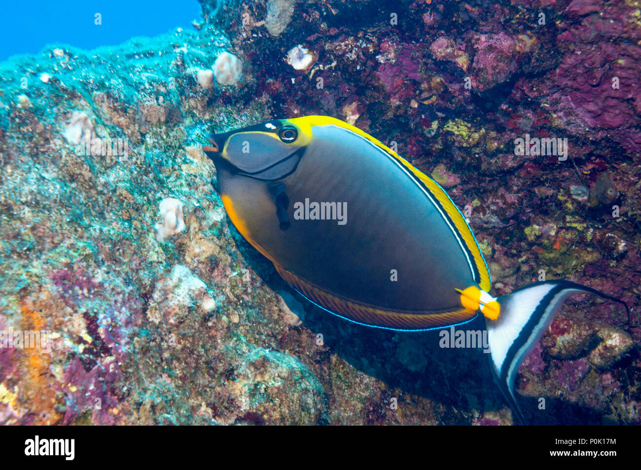 Orangespine surgeonfish [Naso elegans]. Egypt, Red Sea Stock Photo - Alamy