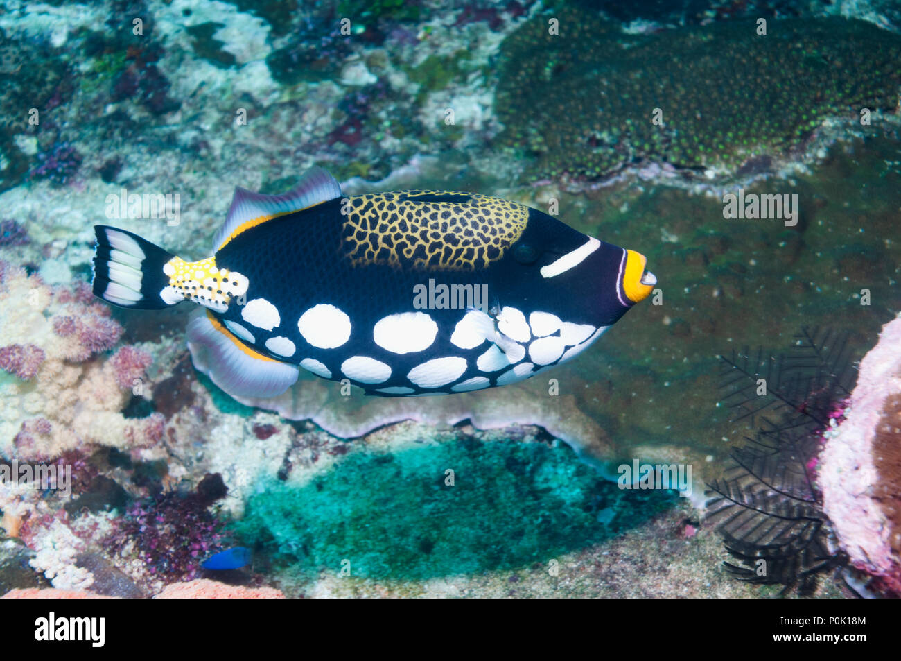 Clown triggerfish [Balistoides conspicillum]. West Papua, Indonesia ...