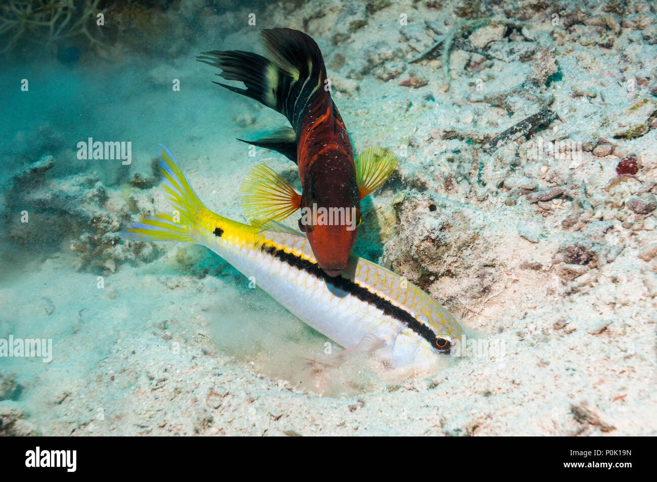 Spotted golden goatfish hi-res stock photography and images - Alamy