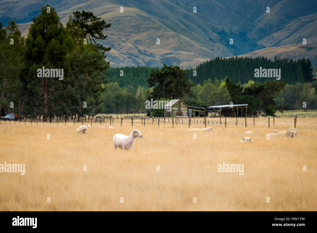 Flock of Sheep in New Zealand, Sheep farming is a significant industry ...