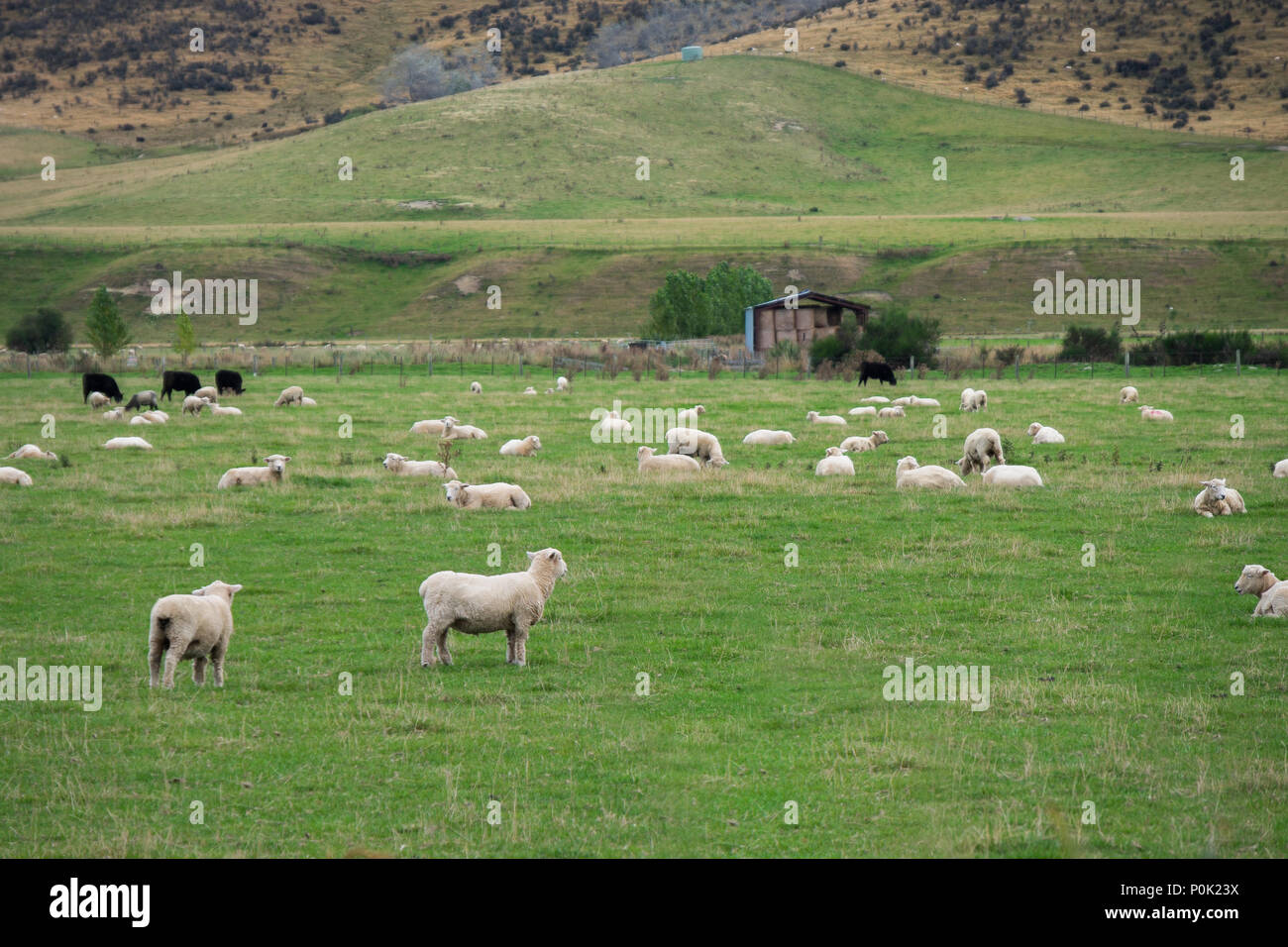 Flock of Sheep in New Zealand, Sheep farming is a significant industry ...