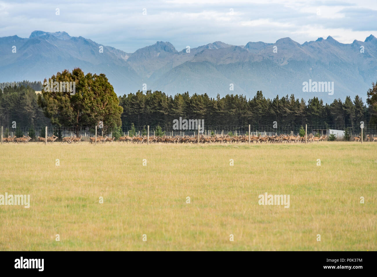 Venison Island High Resolution Stock Photography and Images - Alamy