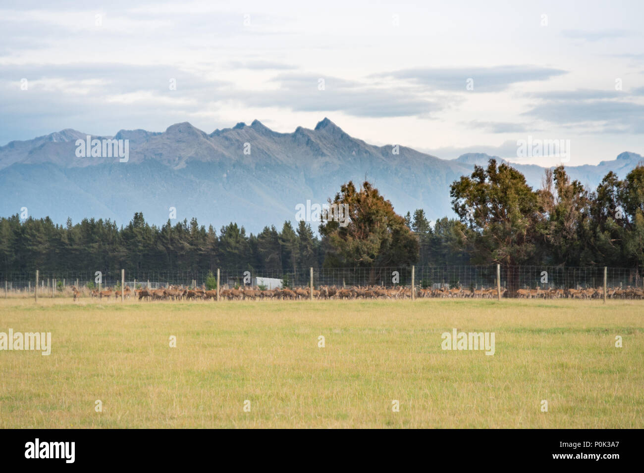 Venison island hi-res stock photography and images - Alamy