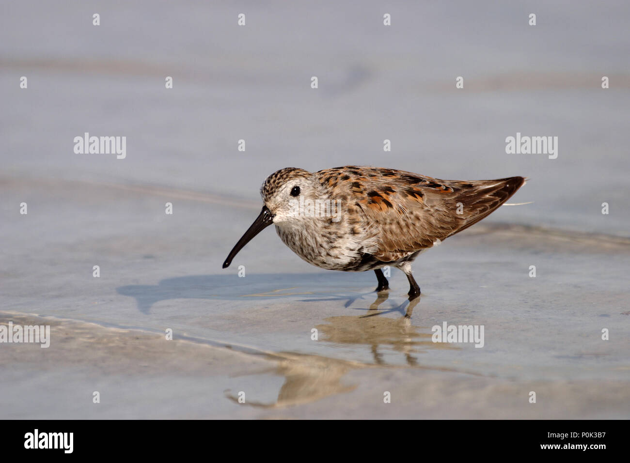 Dunlin in the shallows of Fort DE Soto State Park, Florida Stock Photo ...