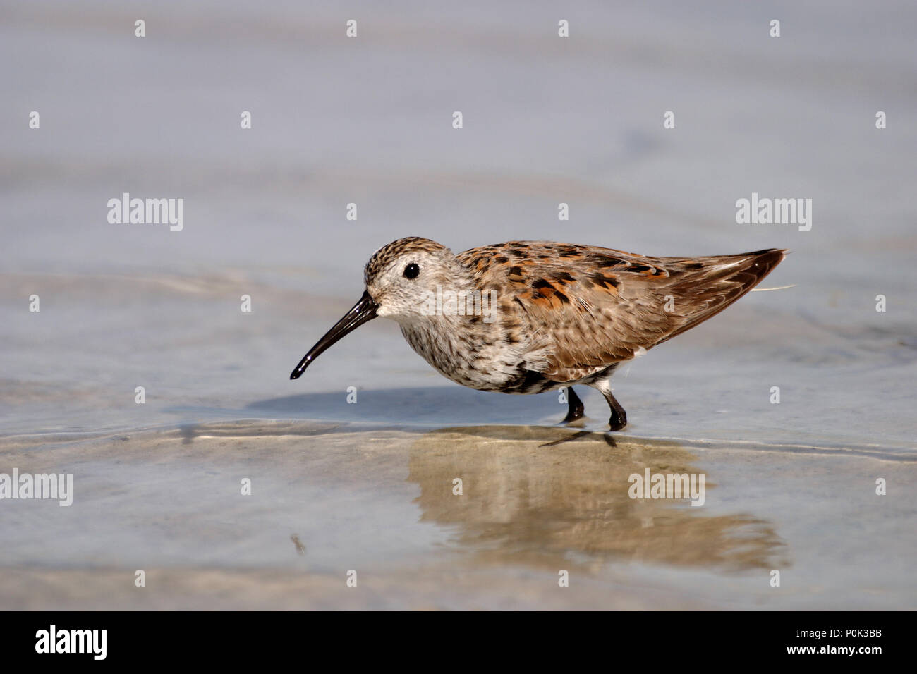 Dunlin in the shallows of Fort DE Soto State Park, Florida Stock Photo ...