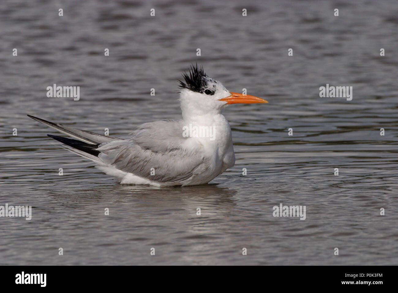 Royal Tern bathing in the shallows of Fort De Soto State Park, Florida ...