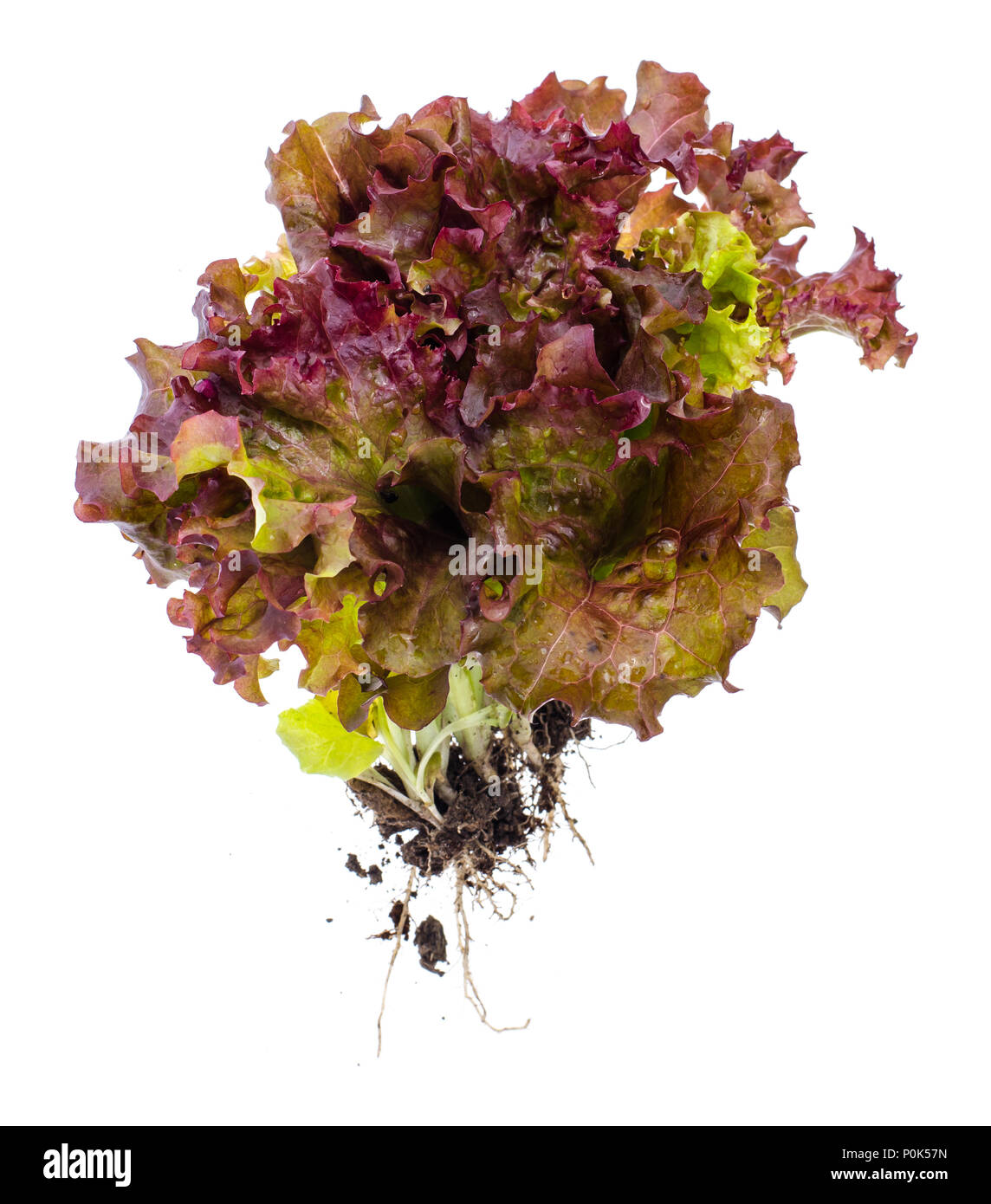 Lola rossa hi-res stock photography and images - Alamy