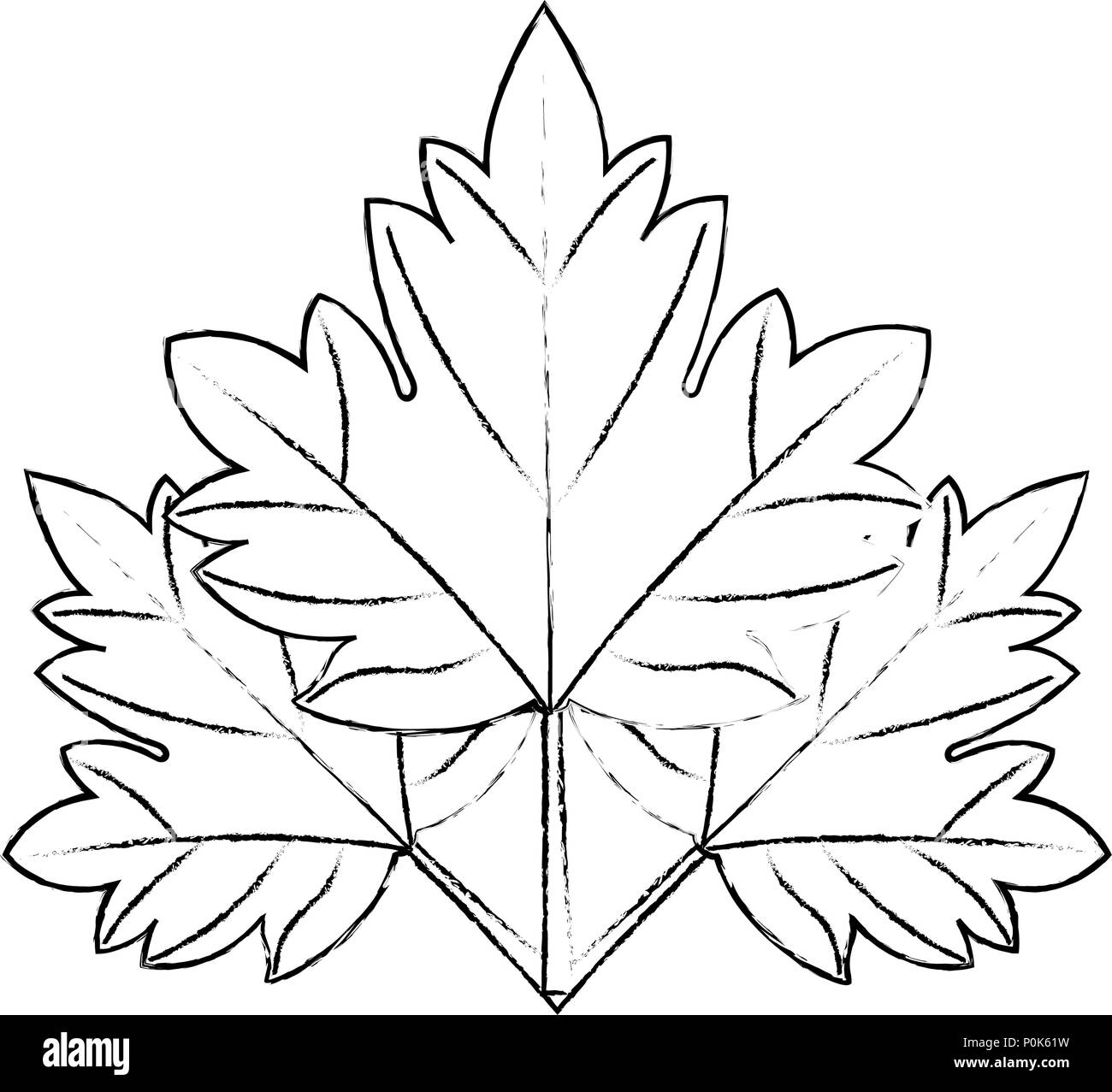 maple leaf emblem icon Stock Vector Image & Art - Alamy