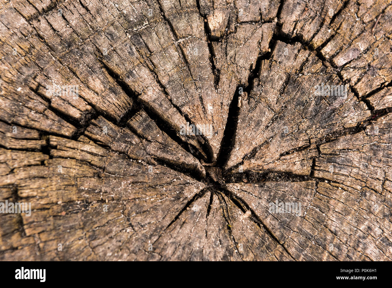 Circular sawed wood detailed background Stock Photo - Alamy