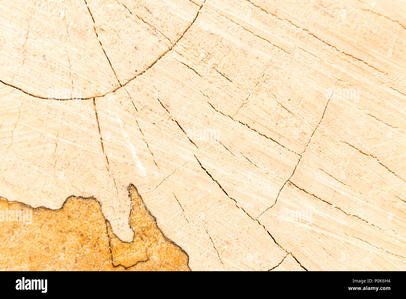 Cracks in circular wood cut surface Stock Photo - Alamy