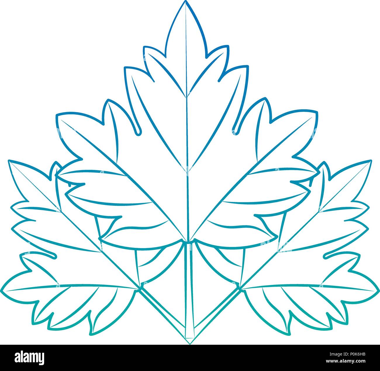 maple leaf emblem icon Stock Vector Image & Art - Alamy