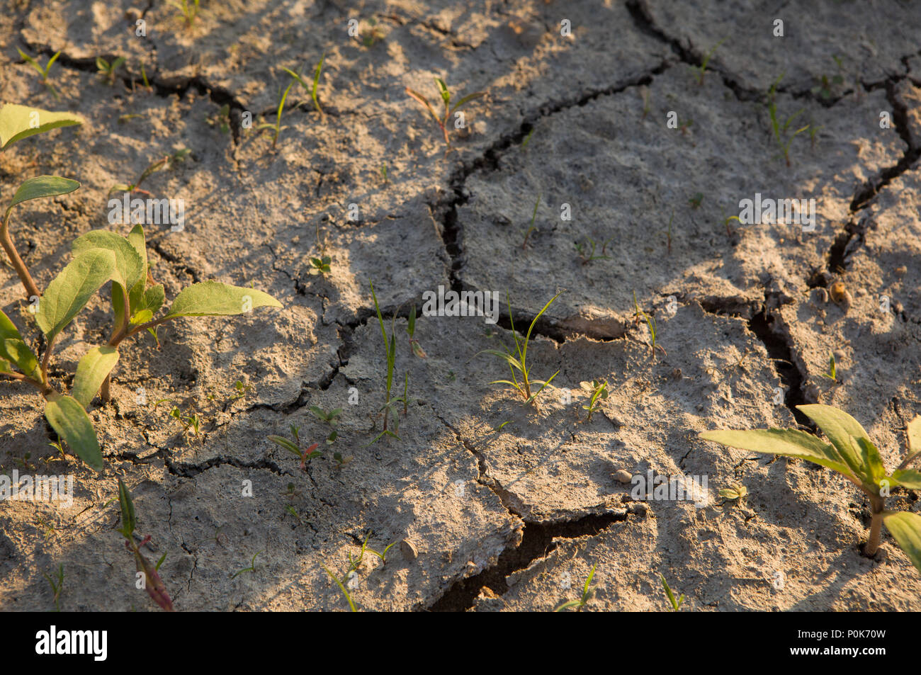 Dried earth - no rain. Dry cracked earth Stock Photo - Alamy