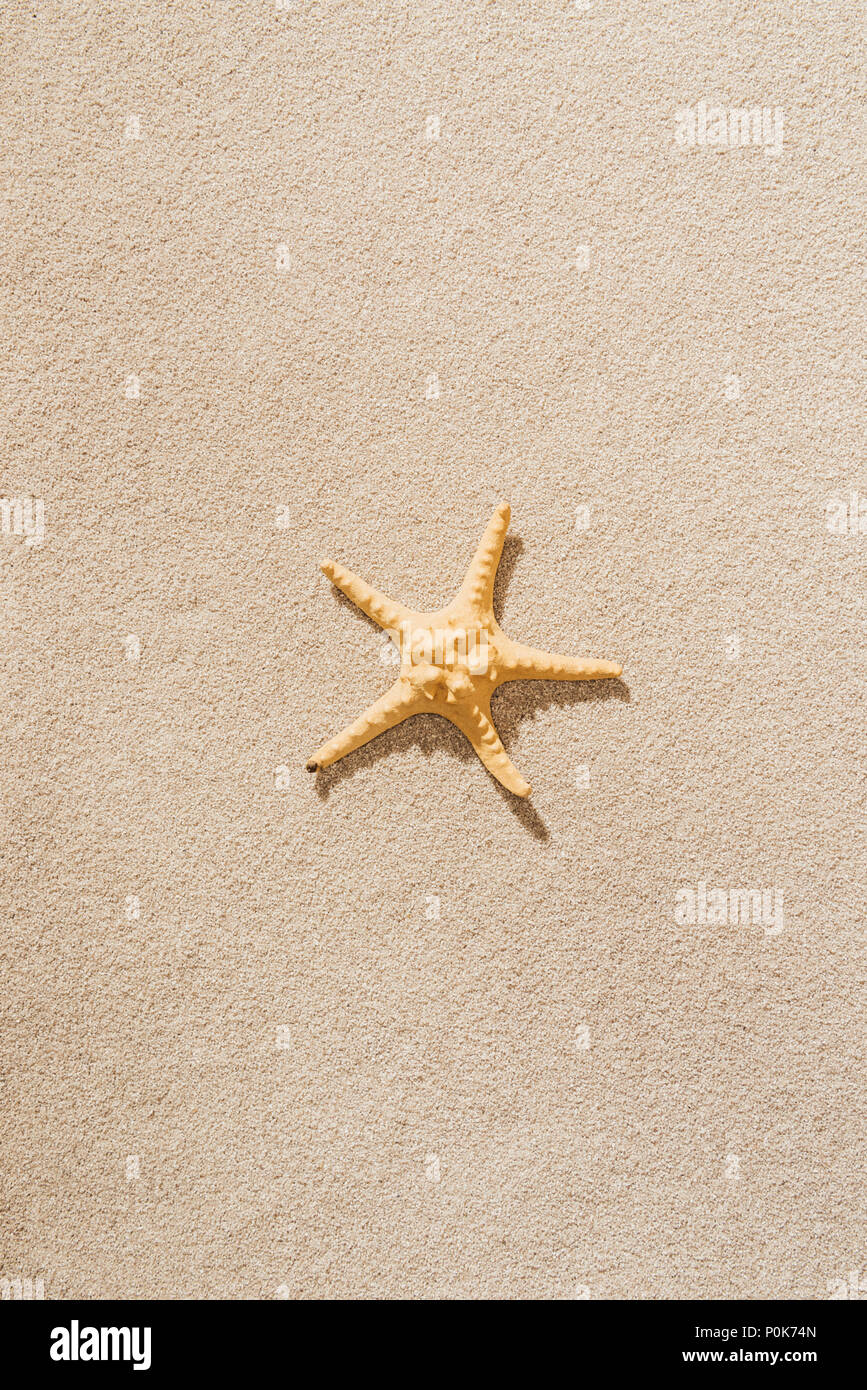 top view of dry starfish lying on sandy beach Stock Photo - Alamy