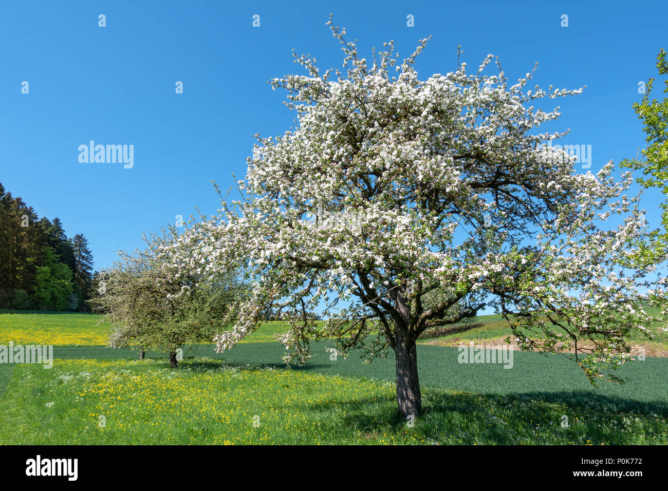 Spring landscape blossoming apple tree hi-res stock photography and ...