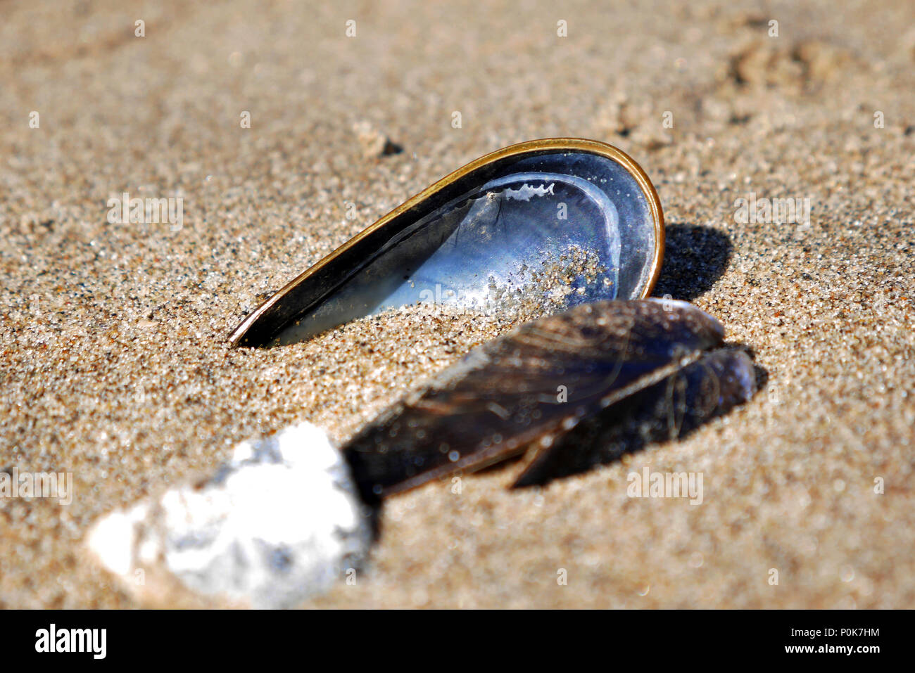 Mussel shell texture hi-res stock photography and images - Alamy